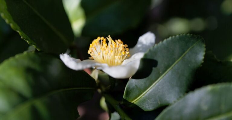 Update Harga Daun Camellia Sinensis Terbaru - PT Gika Global Farmateknologi
