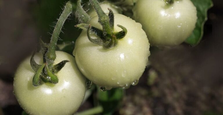 Cek Harga Terbaru Tomat Putih per Kg di Pasaran Indonesia - PT Gika ...